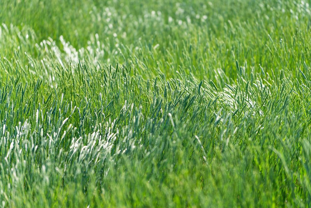 Grasses on pasture used for intensive | Free Photo - rawpixel