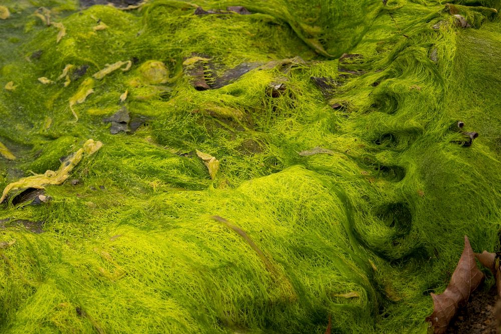 Spring Algae Bloom on Pond | Free Photo - rawpixel