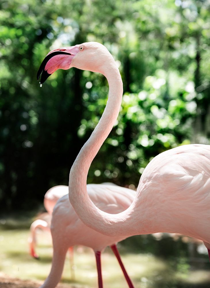 Closeup of pink flamingo bird | Free Photo - rawpixel