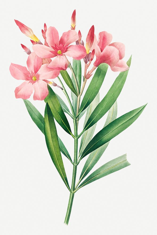 Oleander flower psd botanical illustration, | Premium PSD Illustration ...