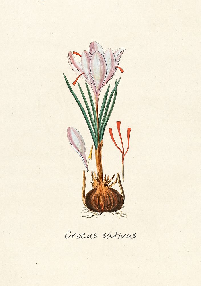Antique illustration of crocus sativus | Premium Photo Illustration ...