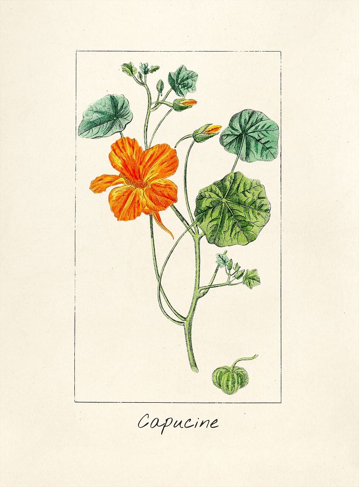 Antique illustration of Capucine | Premium Photo Illustration - rawpixel