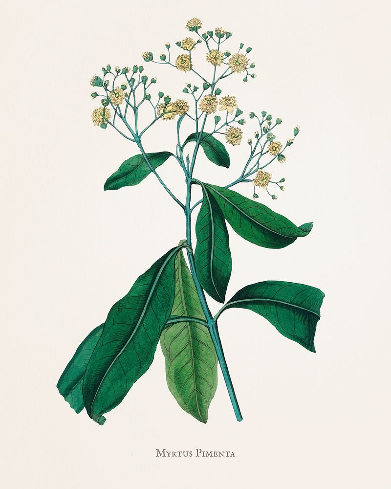 Allspice (Myrtus pimenta) illustration from Medical | Premium PSD ...