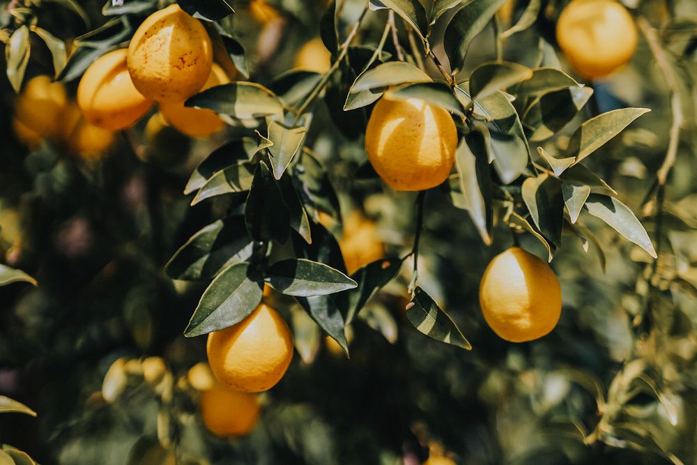 Sun shining on the lemon | Free Photo - rawpixel