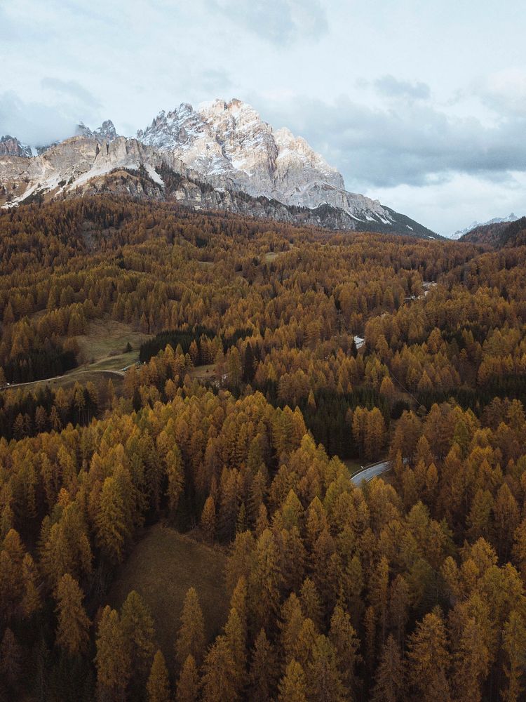 Autumnal pine forest drone shot | Premium Photo - rawpixel