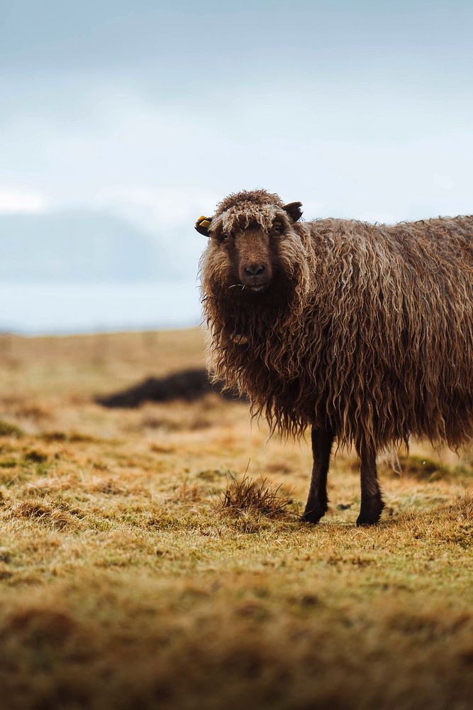 Faroe sheep at the Faroe | Free Photo - rawpixel