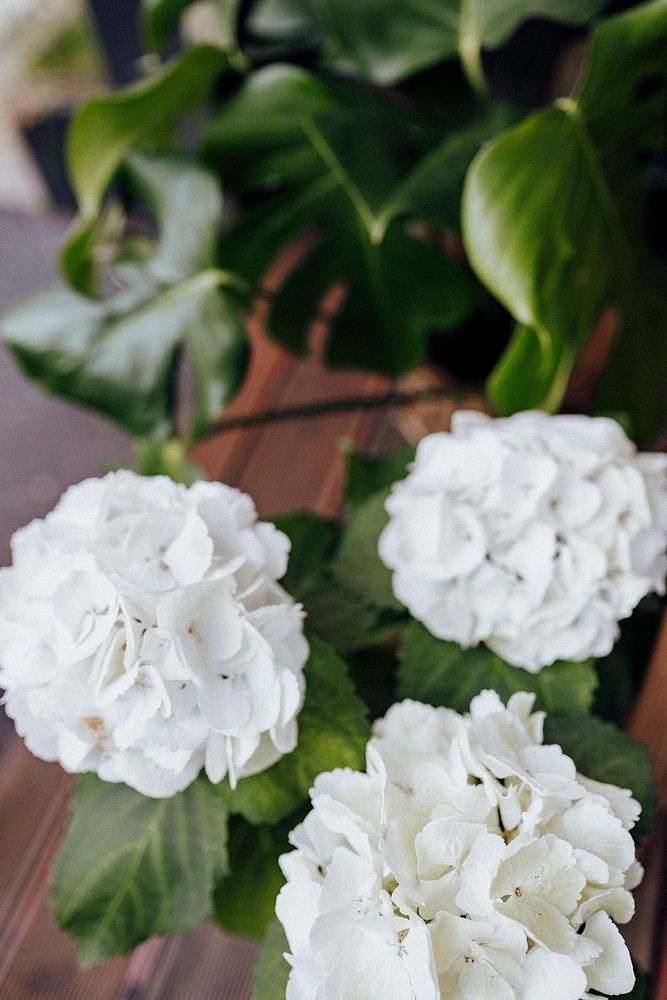 Closeup of white hydrangea flowers | Free Photo - rawpixel