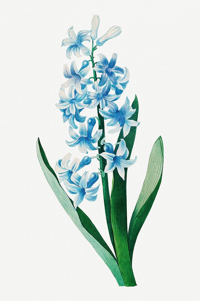 Blue hyacinth flower psd botanical | Premium PSD Illustration - rawpixel