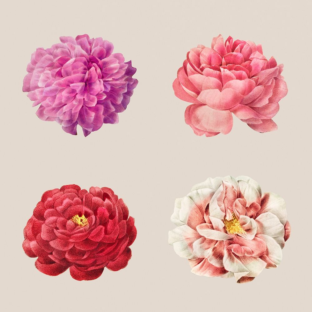 Rose flower mockup set | Premium PSD - rawpixel