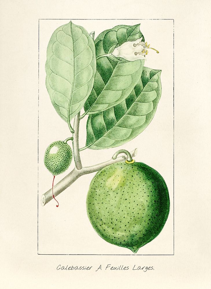 Antique illustration of fruit | Free Photo Illustration - rawpixel