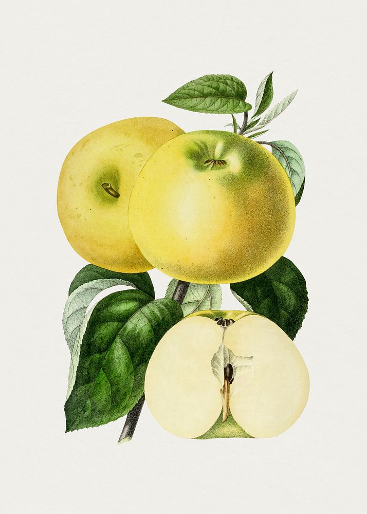 Hand drawn yellow apple. Original | Free Photo Illustration - rawpixel