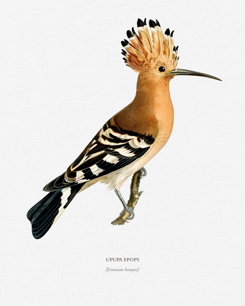 Upupa epops illustrated by the von | Premium Photo Illustration - rawpixel