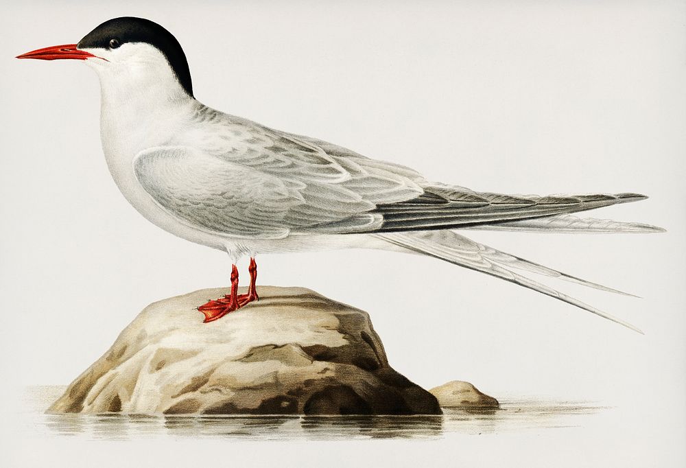 Arctic tern (Sterna paradisaea) illustrated | Premium PSD Illustration ...