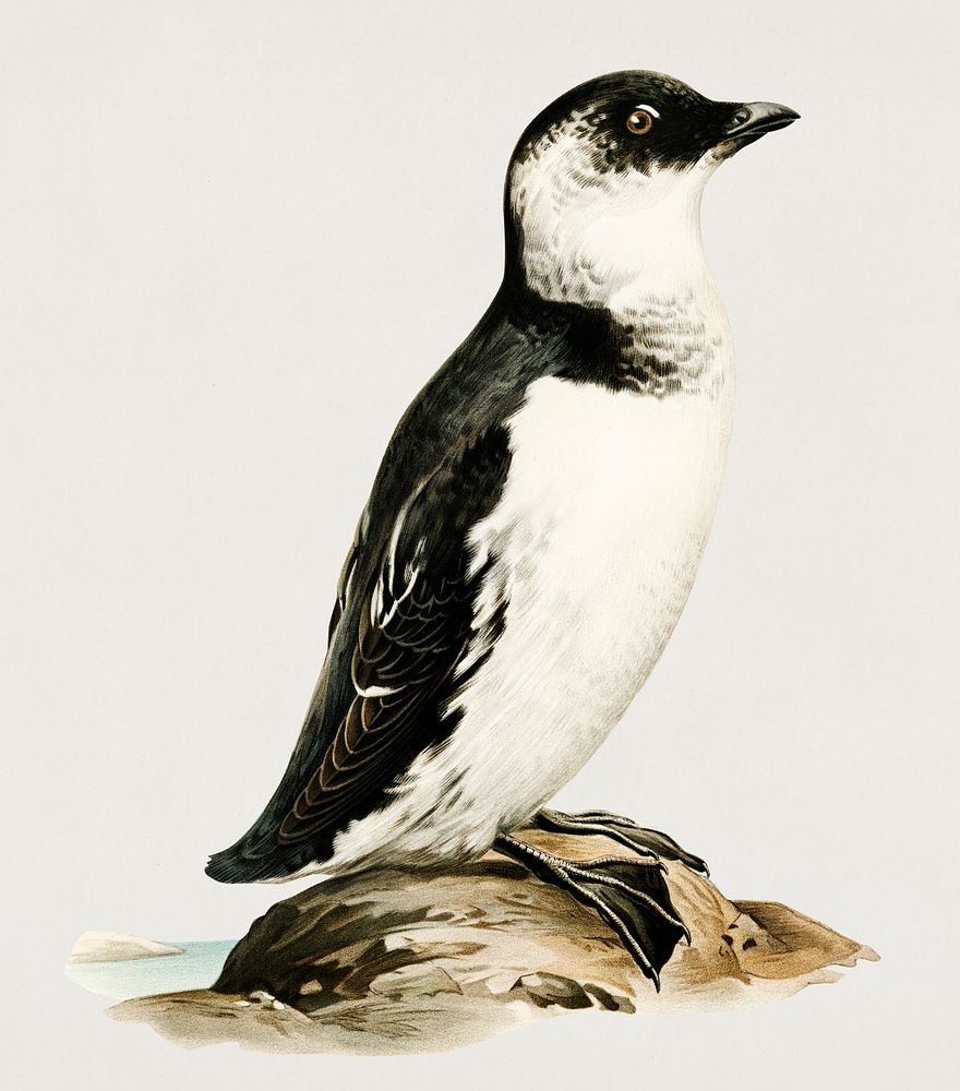 Little auk (Alle alle) illustrated | Premium PSD Illustration - rawpixel