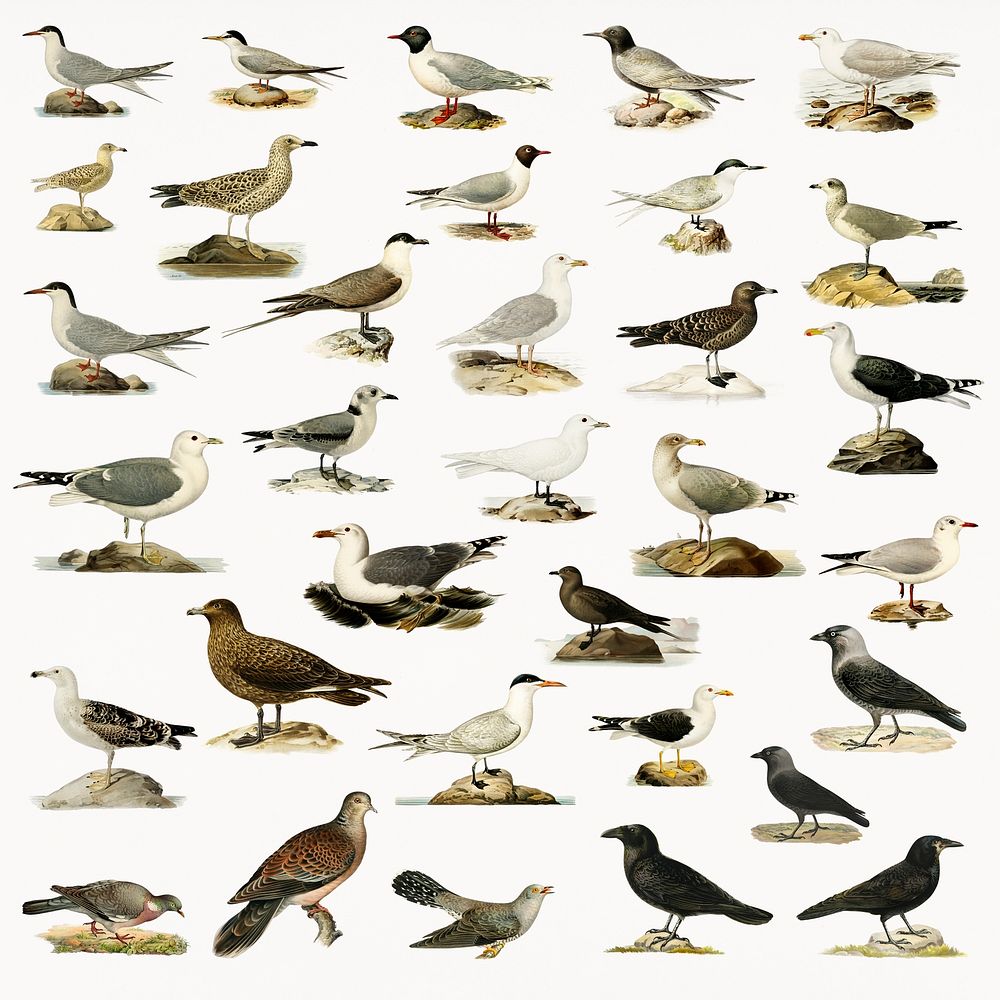 Hand drawing of birds collection | Premium PSD - rawpixel