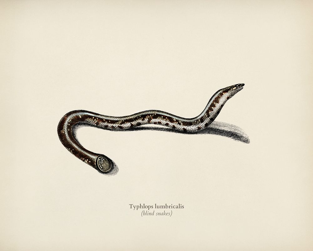 Blind snakes (Typhlops lumbricalis) illustrated | Premium Photo ...
