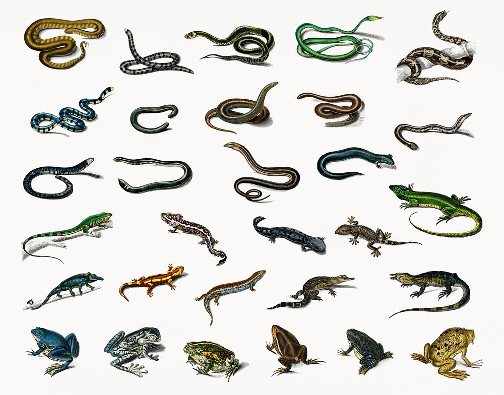 Different types of reptiles illustrated | Premium PSD - rawpixel