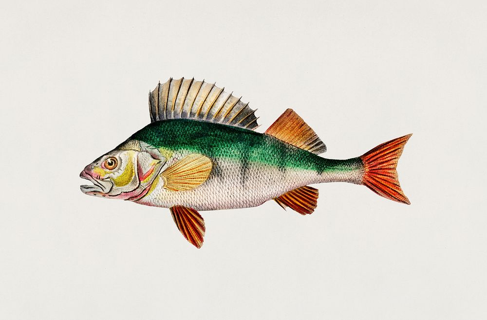 Perca fluviatilis illustrated by Charles | Premium PSD Illustration ...
