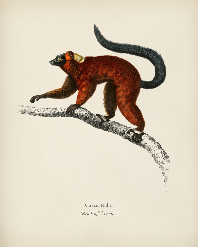 Red ruffed Lemur (Varecia Rubra) | Premium Photo Illustration - rawpixel