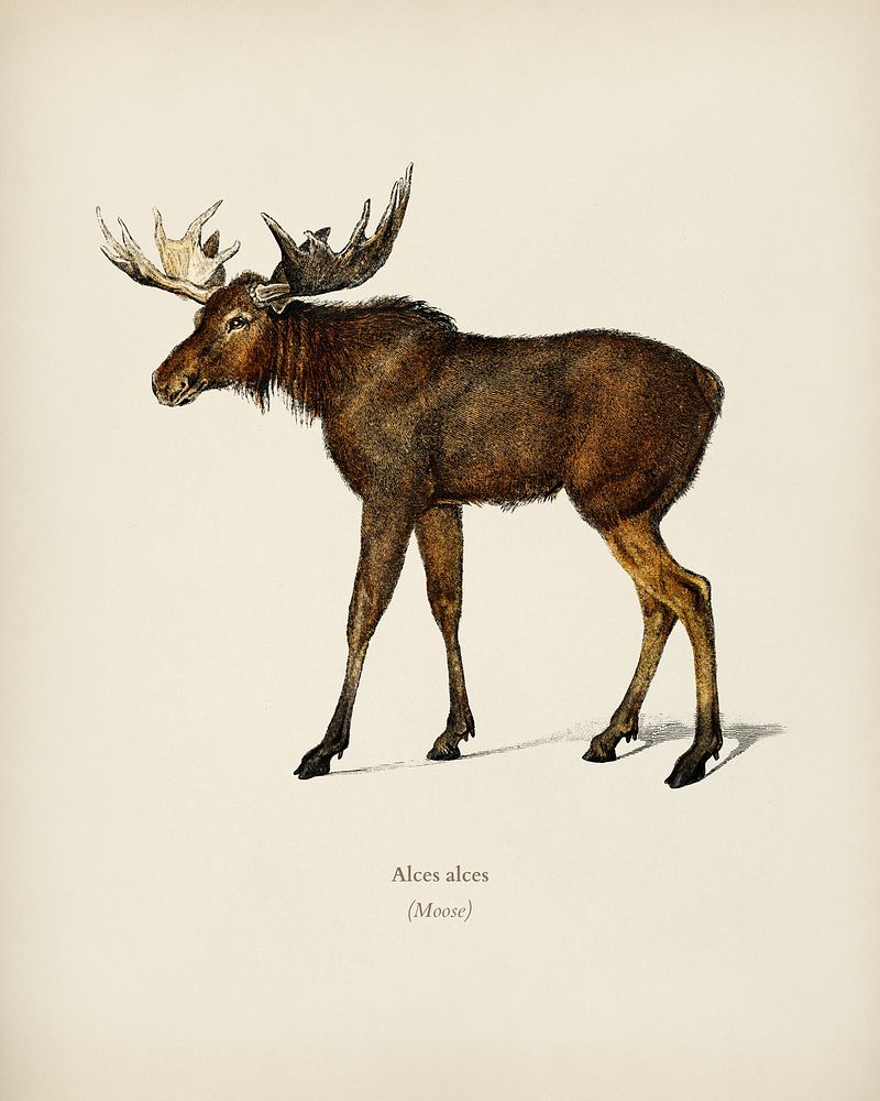Alces alces illustrated by Charles | Premium Photo Illustration - rawpixel