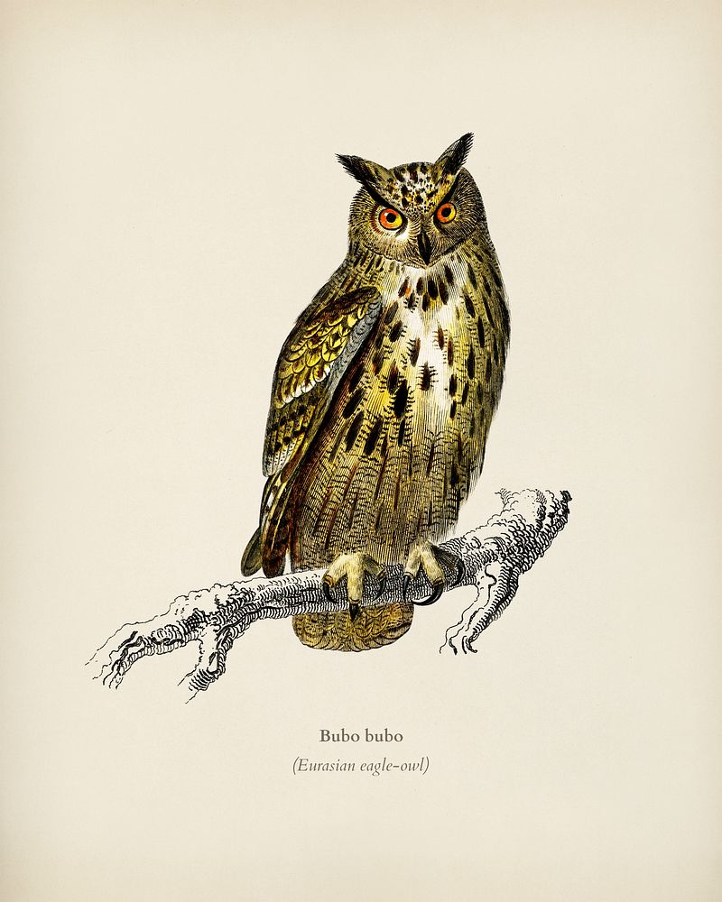 Bubo bubo (Eurasian eagle-owl) illustrated | Premium Photo Illustration ...