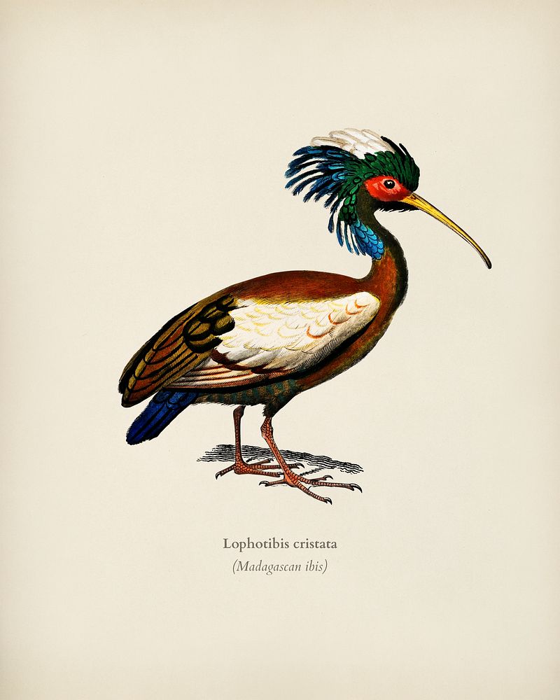 Madagascan ibis (Lophotibis cristata) illustrated | Premium Photo ...