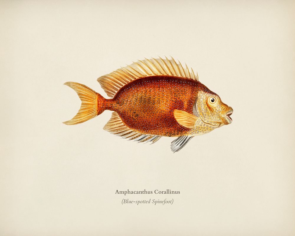 Blue-spotted Spinefoot (Amphacanthus Corallinus) illustrated | Premium ...