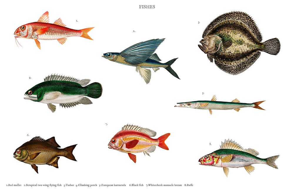 Different types of fishes illustrated | Premium Photo - rawpixel