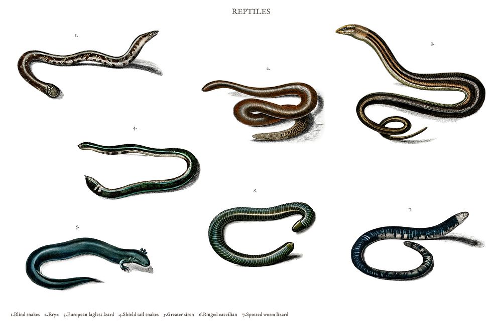 Different types of snakes illustrated | Premium Photo - rawpixel