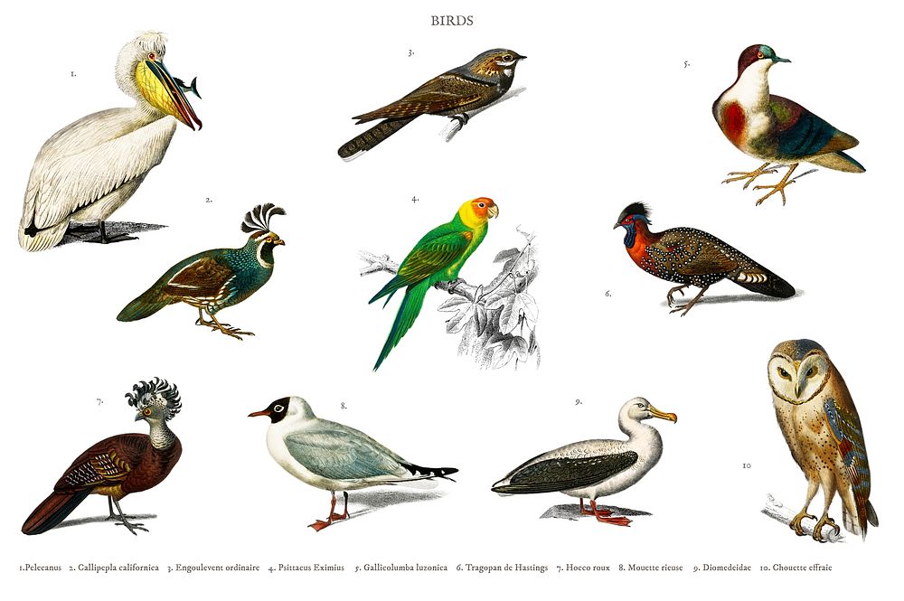 Different types of birds illustrated | PSD - rawpixel