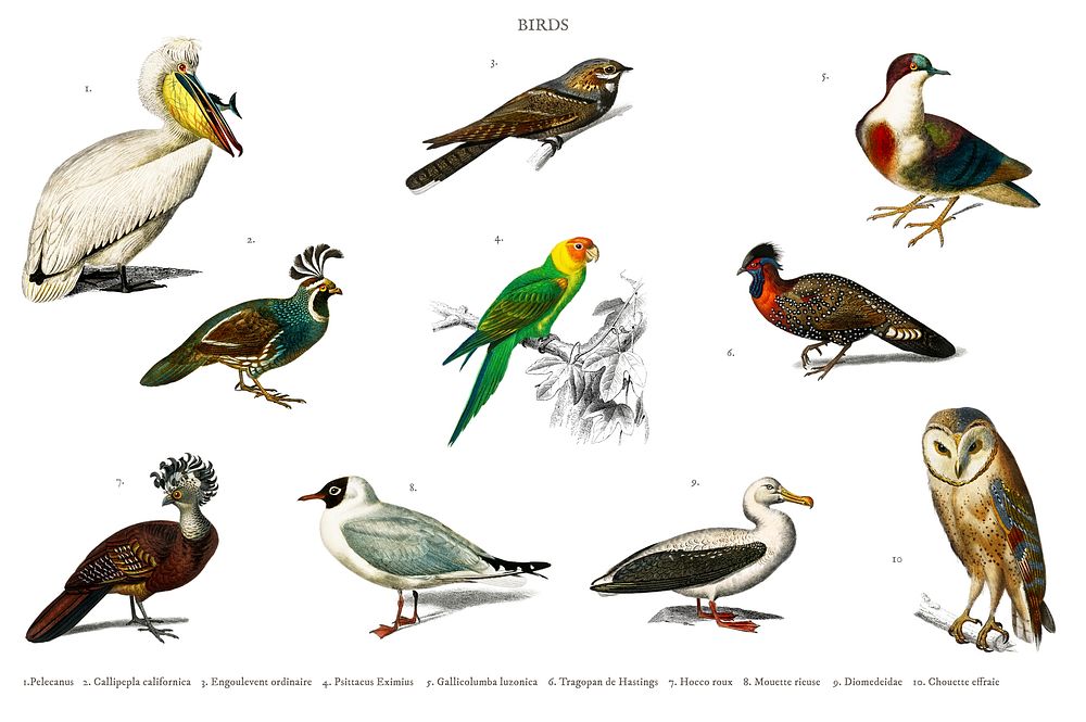 Different types of birds illustrated | Premium Photo - rawpixel