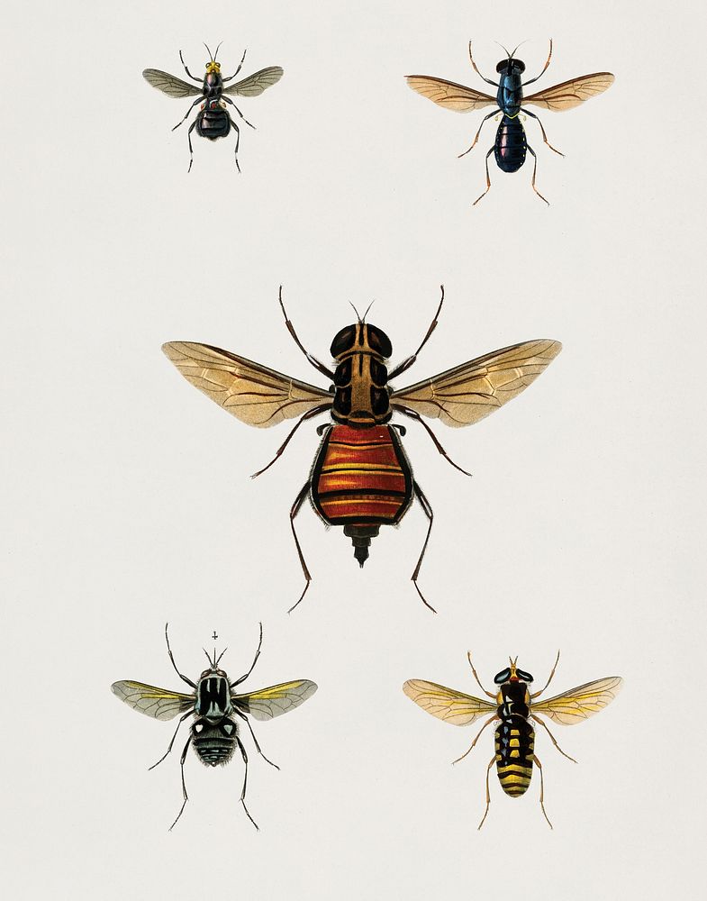 Different types of insects illustrated | Premium PSD - rawpixel