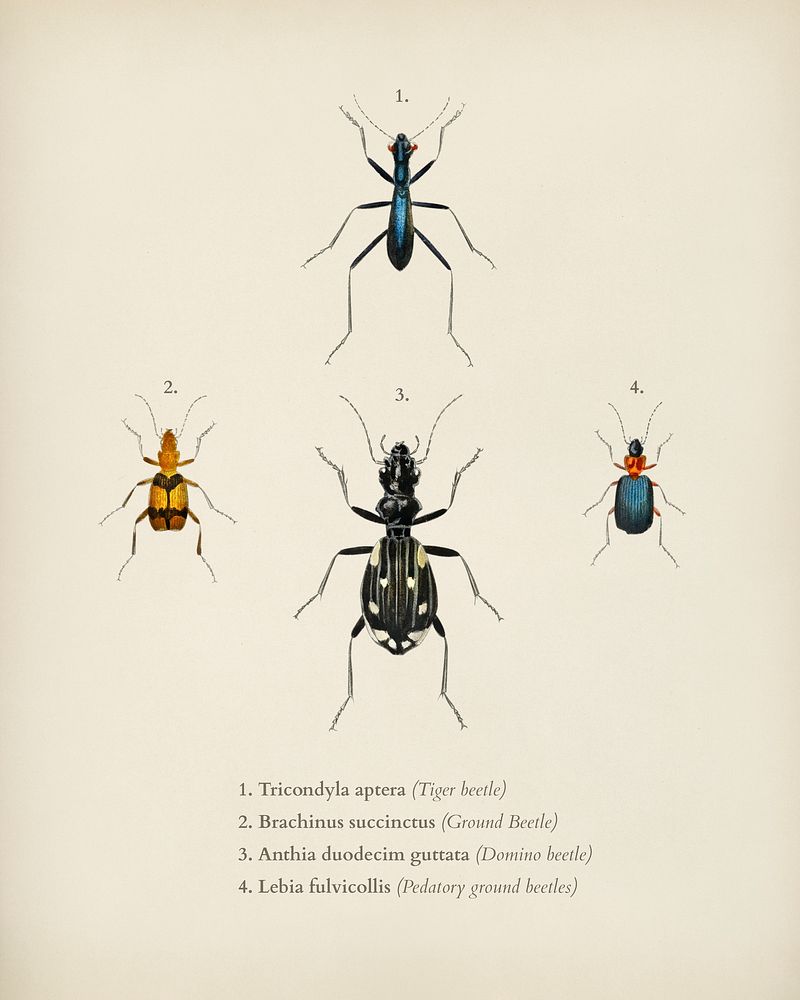 Different types of beetles illustrated | Premium Photo - rawpixel