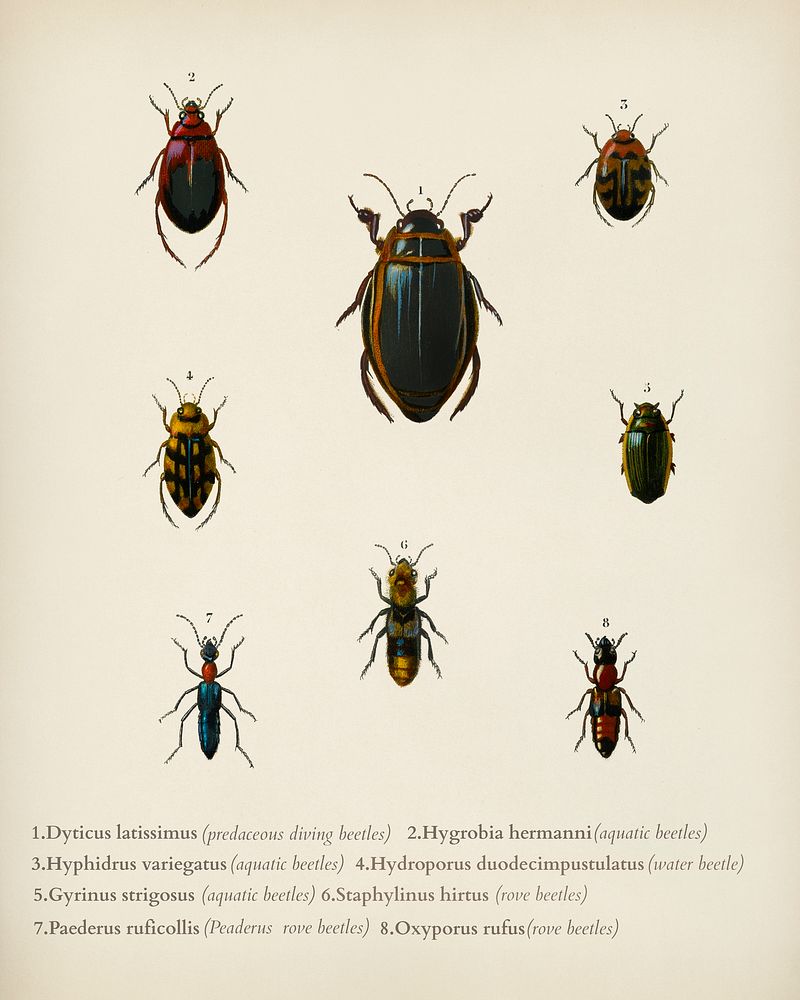 Different types of beetles illustrated | Premium Photo - rawpixel