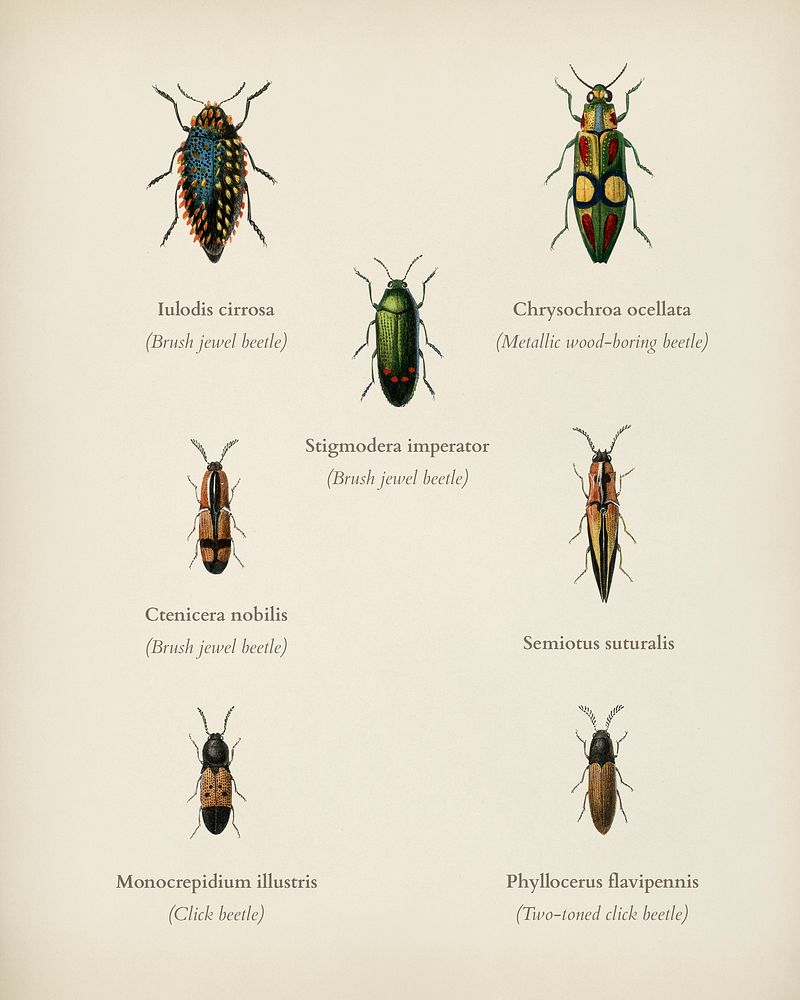 Different types of beetles illustrated | Premium Photo - rawpixel