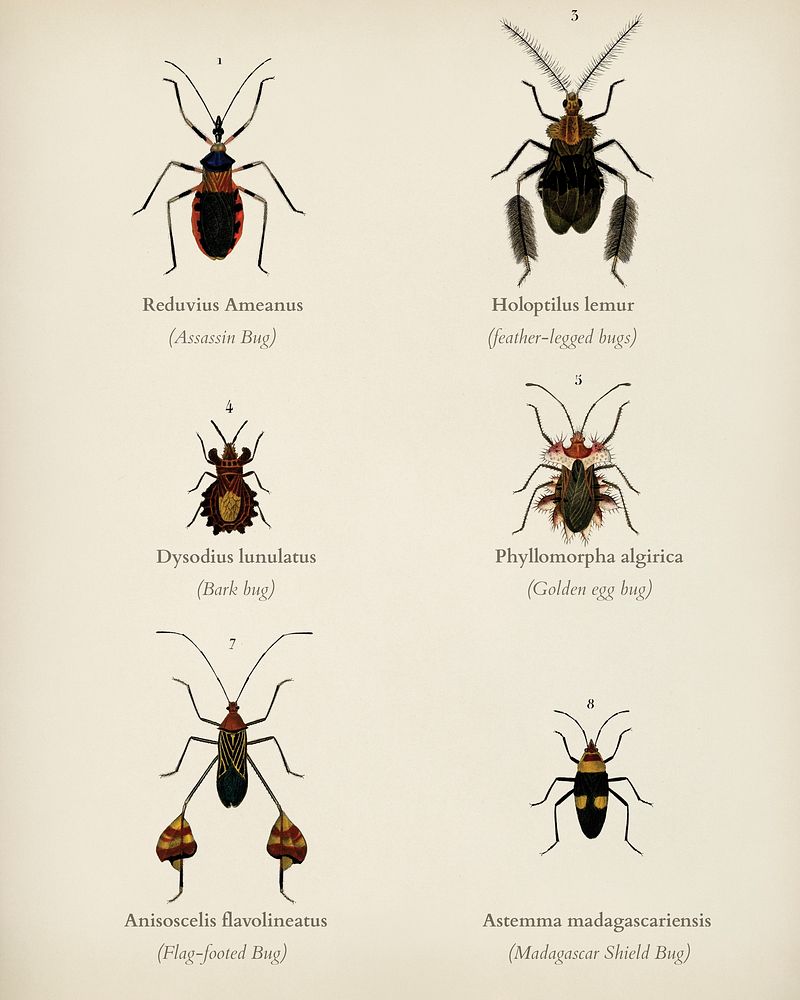 Different types of bugs illustrated | Premium Photo - rawpixel