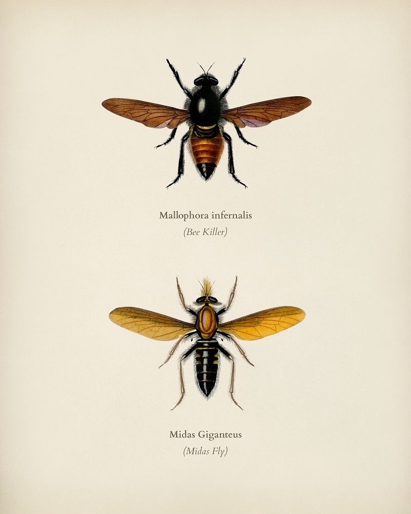 Different types of insects illustrated | Premium Photo - rawpixel