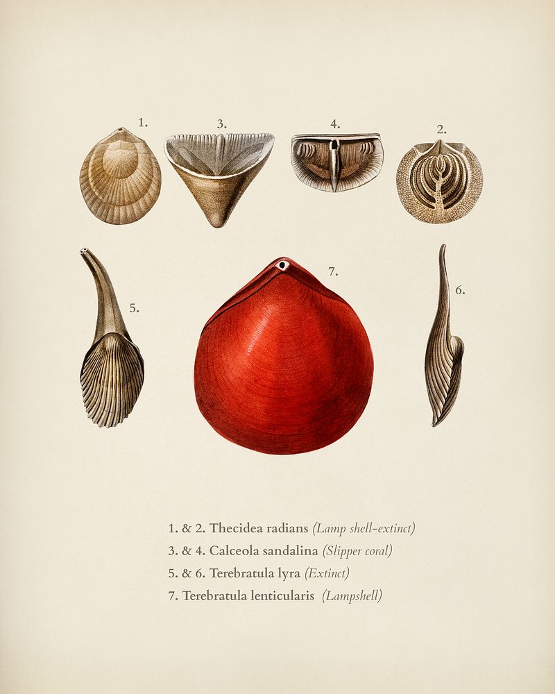 Different types of mollusks illustrated | Premium Photo - rawpixel