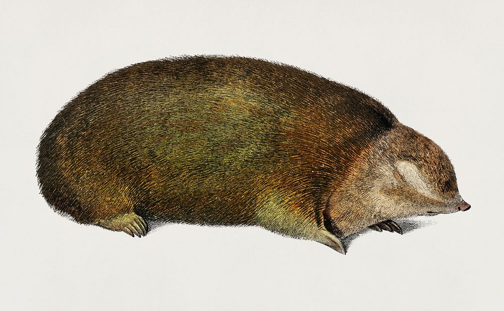 Golden mole (Chrysochloridae) illustrated by Charles | Premium PSD ...