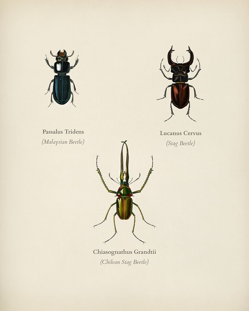 Different types of beetles illustrated | Premium Photo - rawpixel