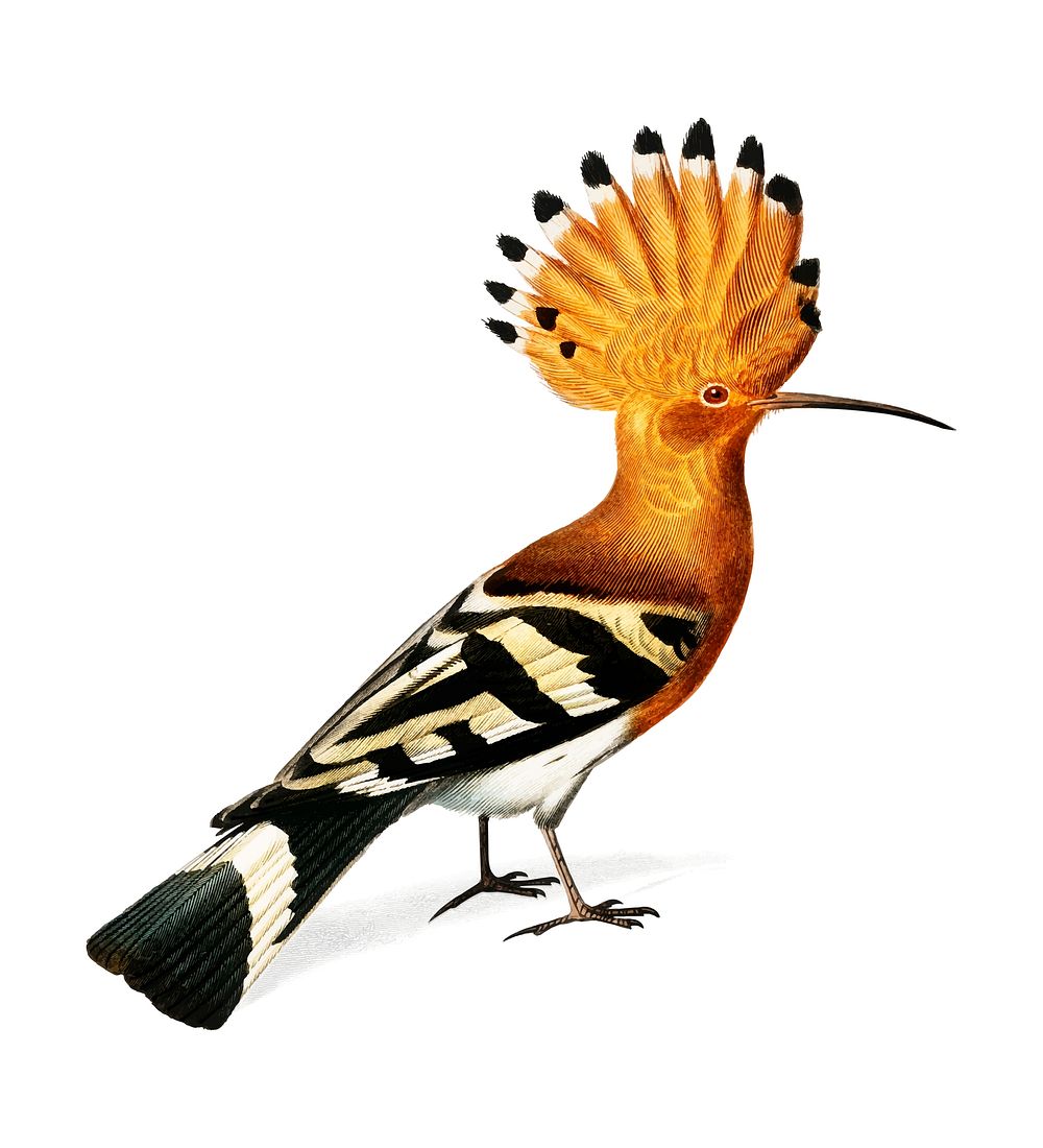 Huppe commune (Hoopoe) illustrated by Charles | Premium Vector ...