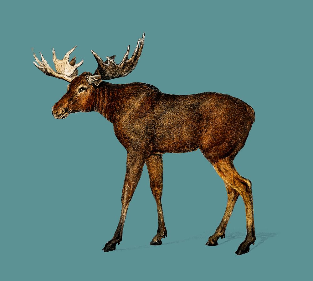 Alces alces illustrated by Charles | Premium Vector Illustration - rawpixel