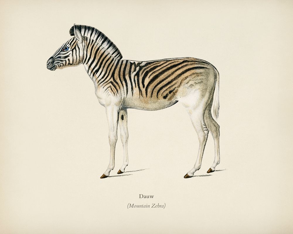 Mountain Zebra (Dauw) illustrated by Charles | Premium Photo ...