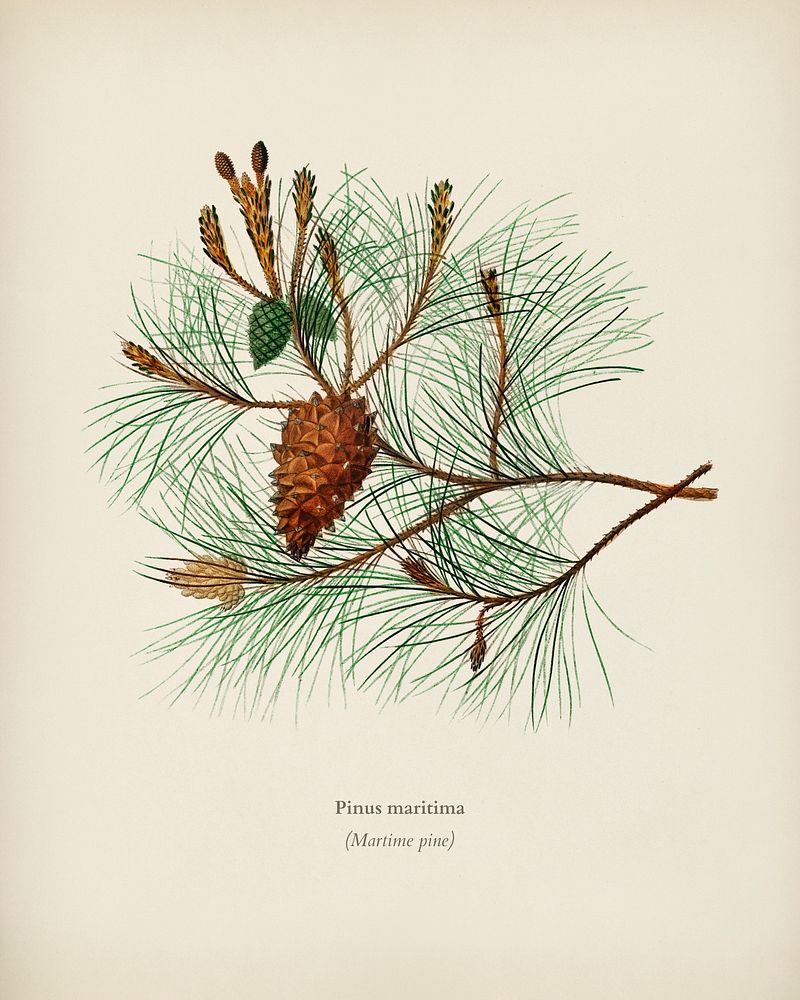 Martime pine (Pinus maritima) illustrated | Premium Photo Illustration ...
