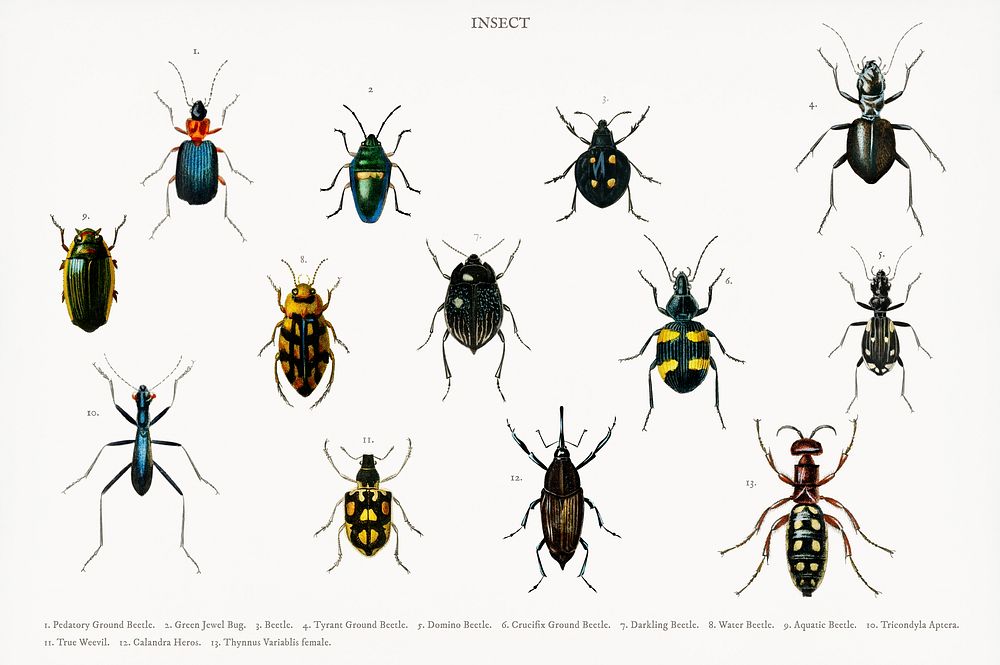 Different types of insects illustrated | Premium PSD - rawpixel