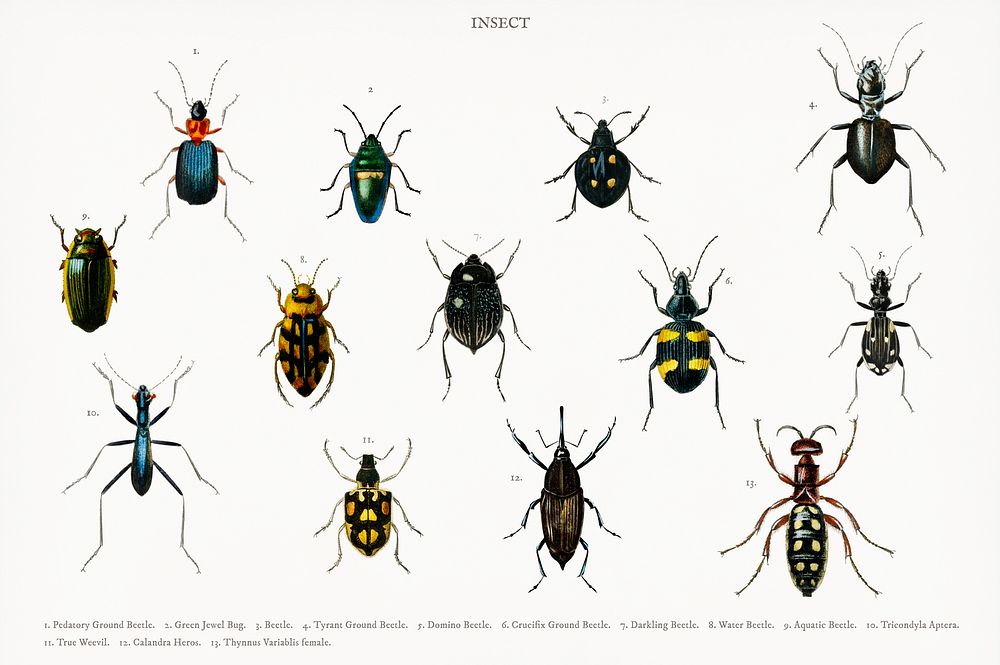 Different types of insects illustrated | Premium Photo - rawpixel