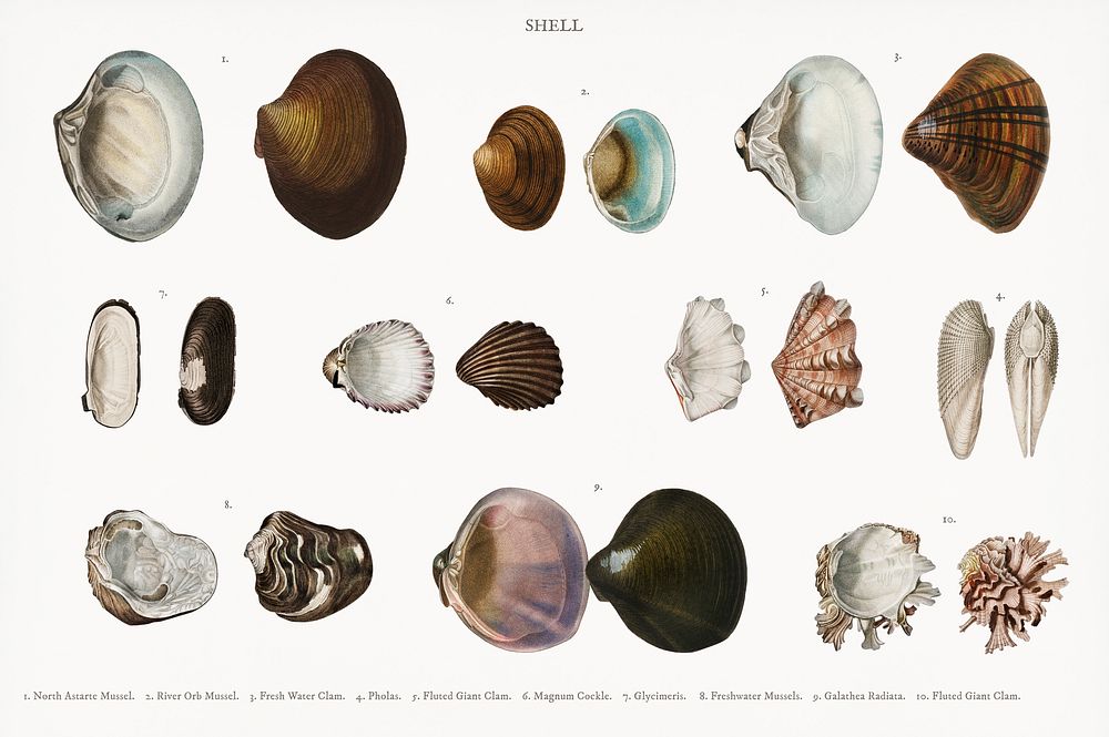 Different types of mollusks illustrated | Premium Photo - rawpixel