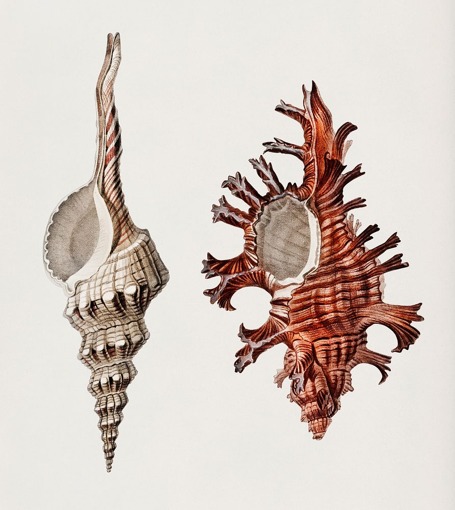 Fusus shells (Fusus longirostris) and | Premium PSD - rawpixel