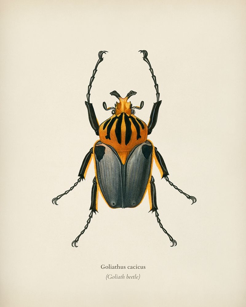 Goliathus cacicus illustrated by Charles | Premium Photo - rawpixel