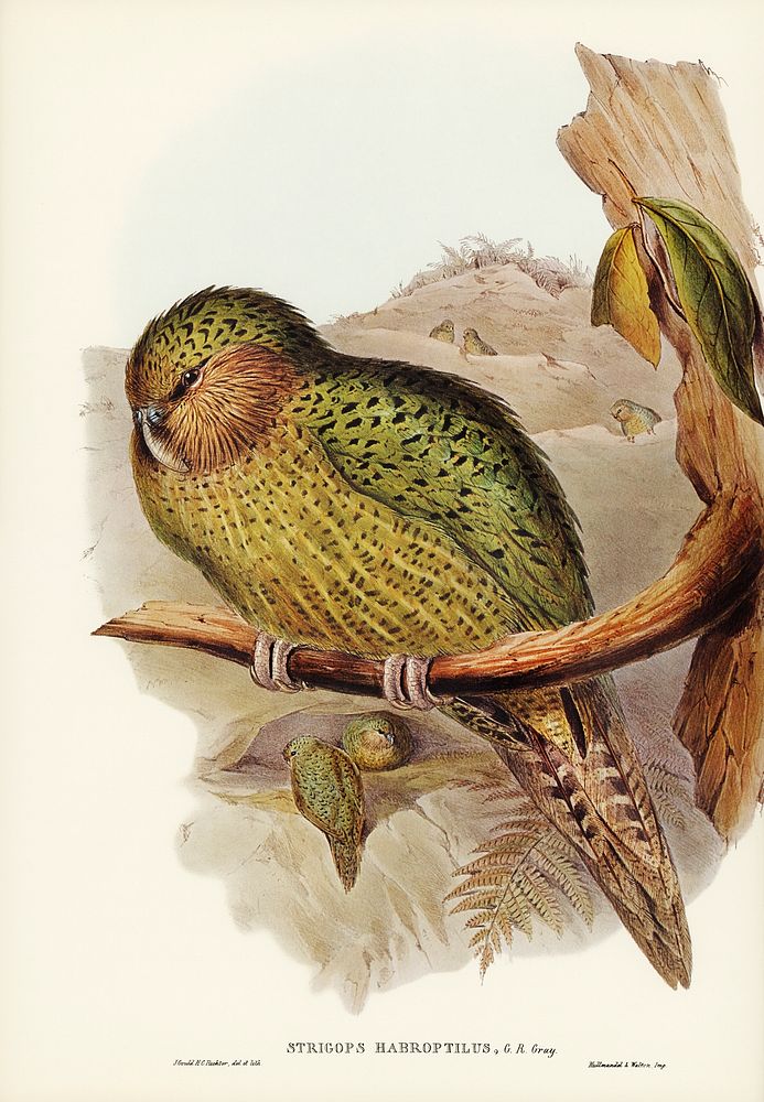 Kakapo (Strigops habroptius) illustrated by Elizabeth | Free Photo ...